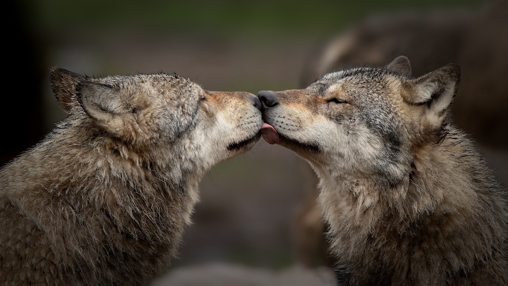 Wildpark Eekholt in Großenaspe - Infos & Fakten